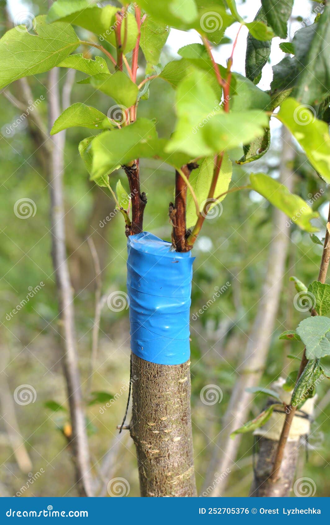 A Branch of a Fruit Tree with a Grafted New Variety Stock Photo - Image ...