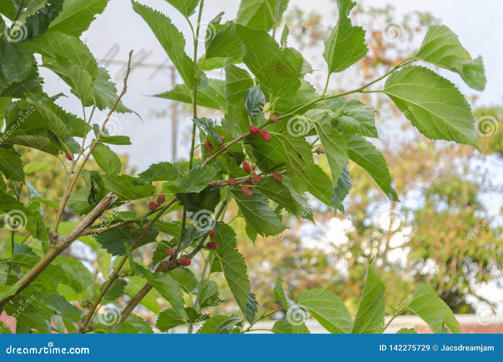 Branch and Fruits of Mulberry Tree Stock Image - Image of margin, fruit ...