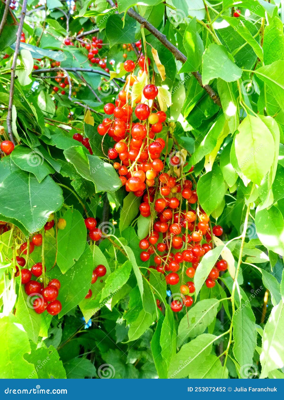 Branch with Fruits of Red Bird Cherry. Bird Cherry Stock Photo - Image ...