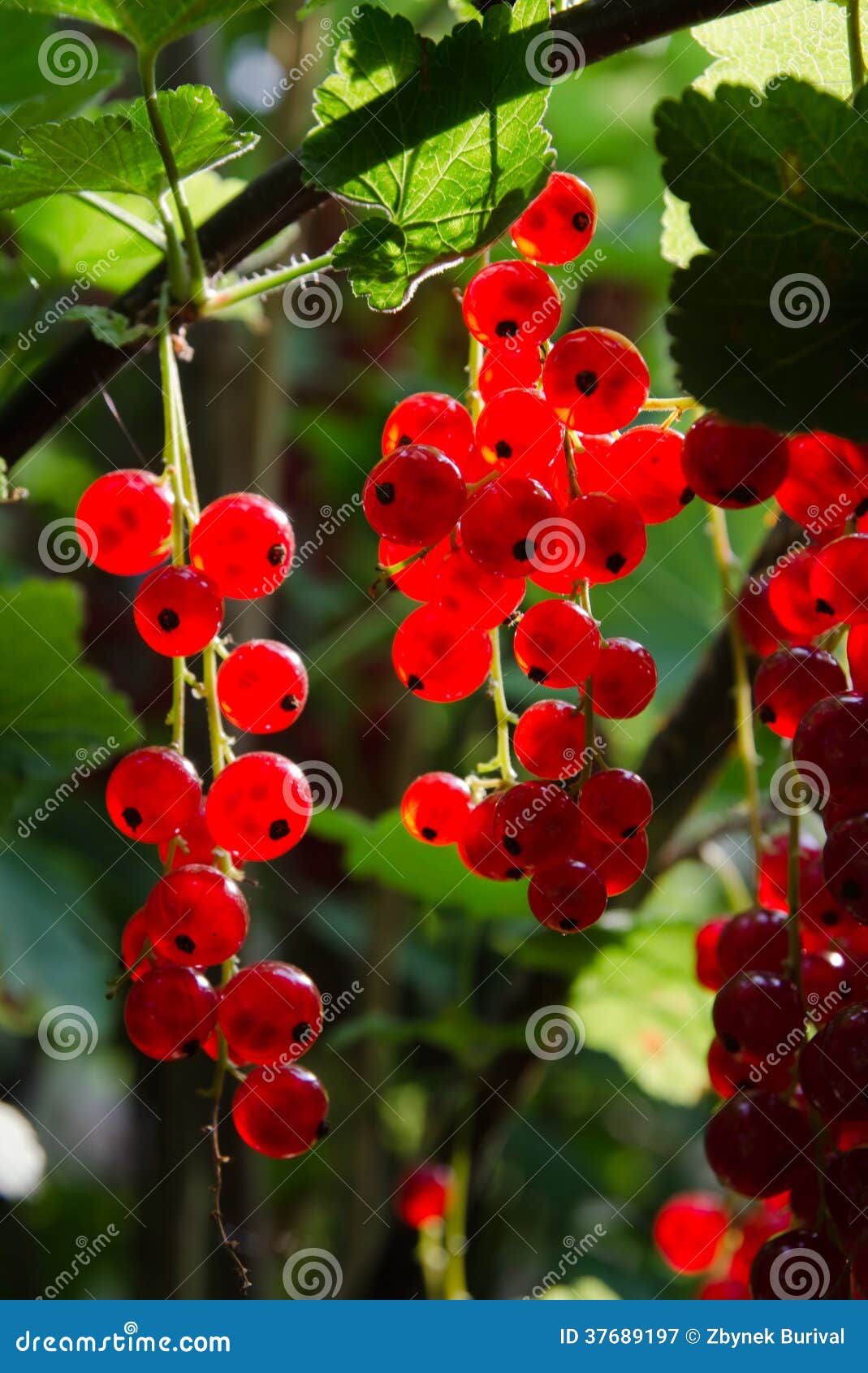 Branch Full of Fresh Red Currant Stock Image - Image of berry, juicy ...