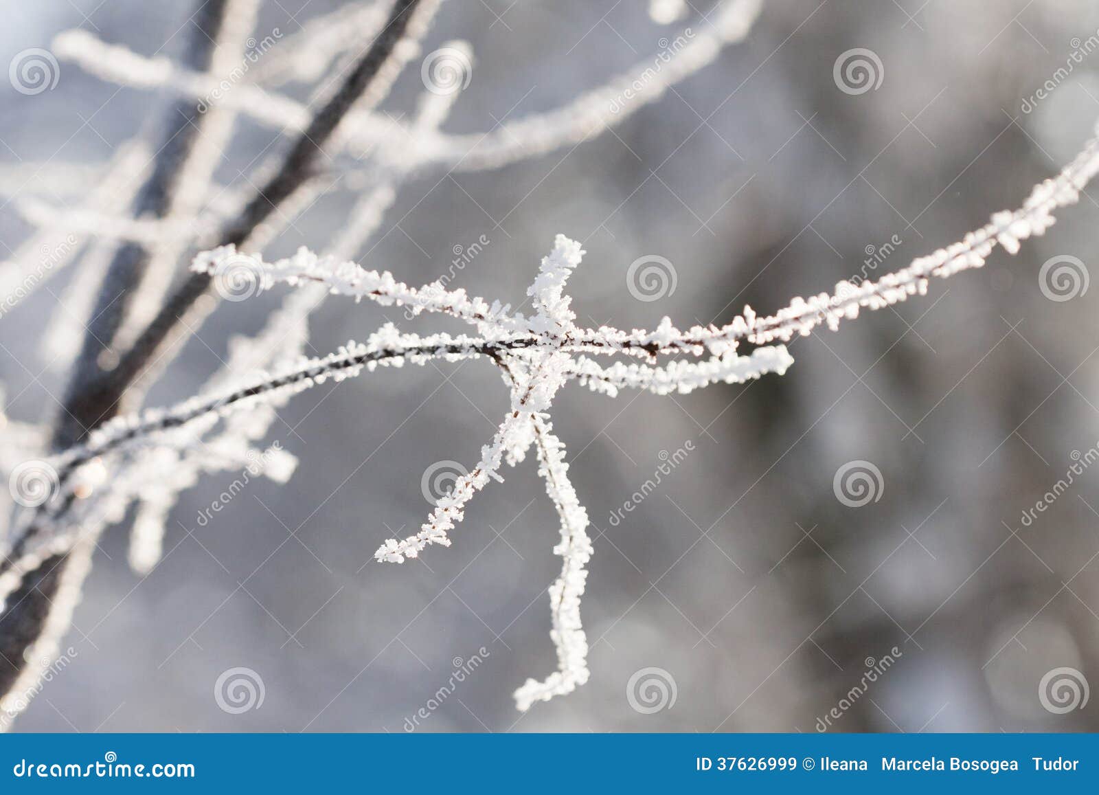 Branch Full of Hoarfrost with Natural Background Stock Image - Image of ...