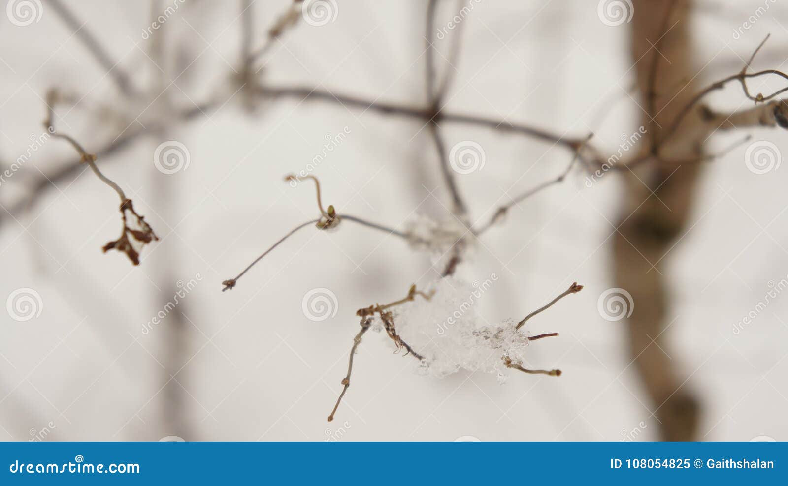 Branch Full of Snow, Texture Background Stock Image - Image of natural ...