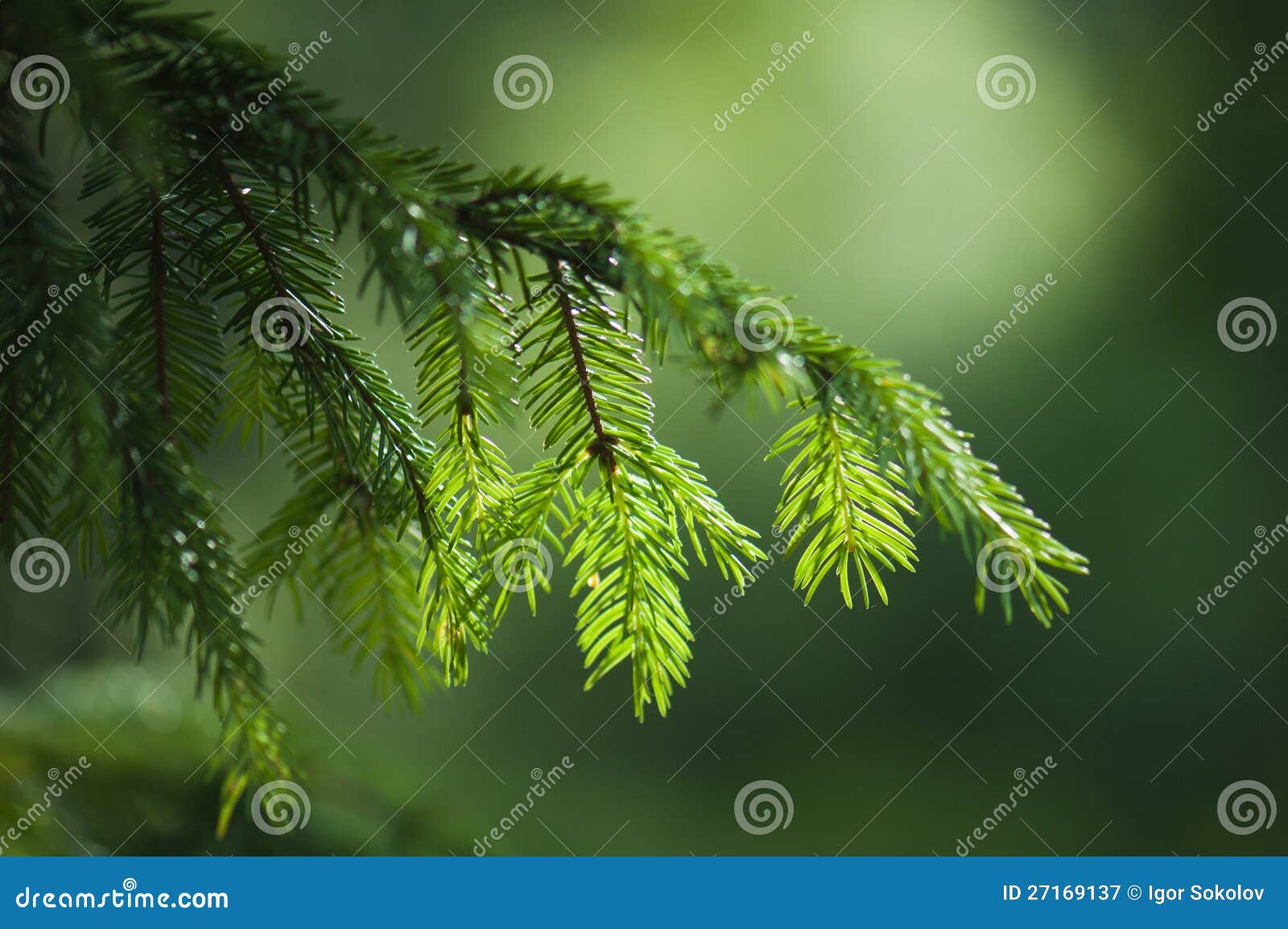 Branch of a fur-tree stock image. Image of firtree, fluffy - 27169137