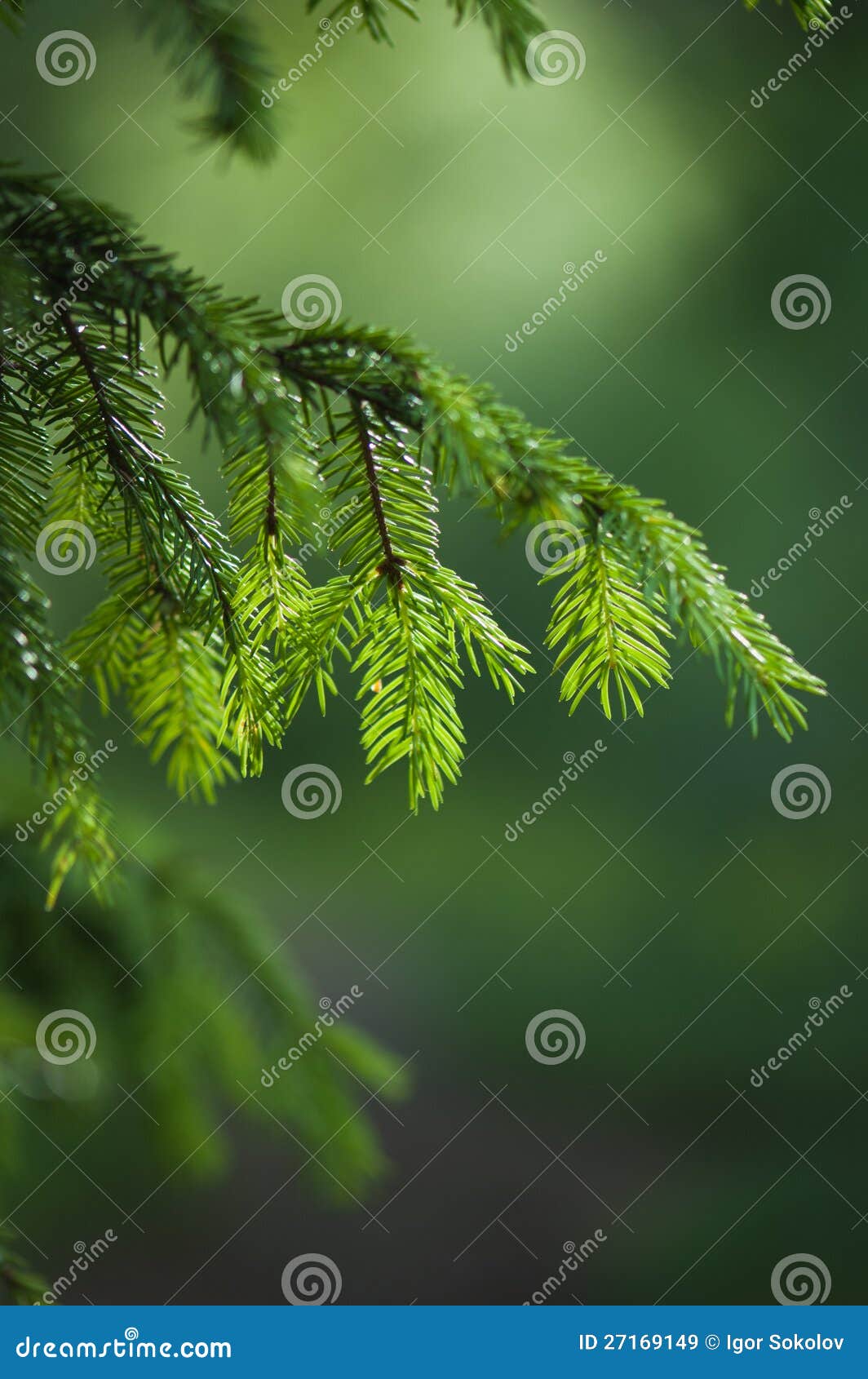 Branch of a fur-tree stock image. Image of color, firtree - 27169149