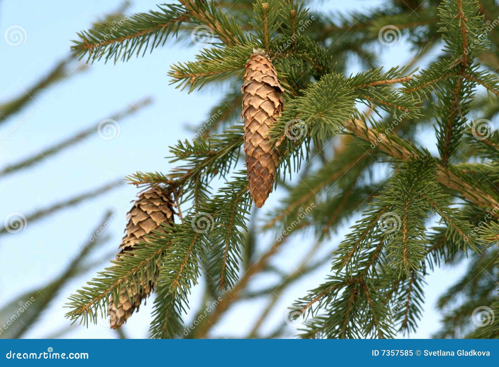 Branch of a fur-tree stock image. Image of plant, structure - 7357585