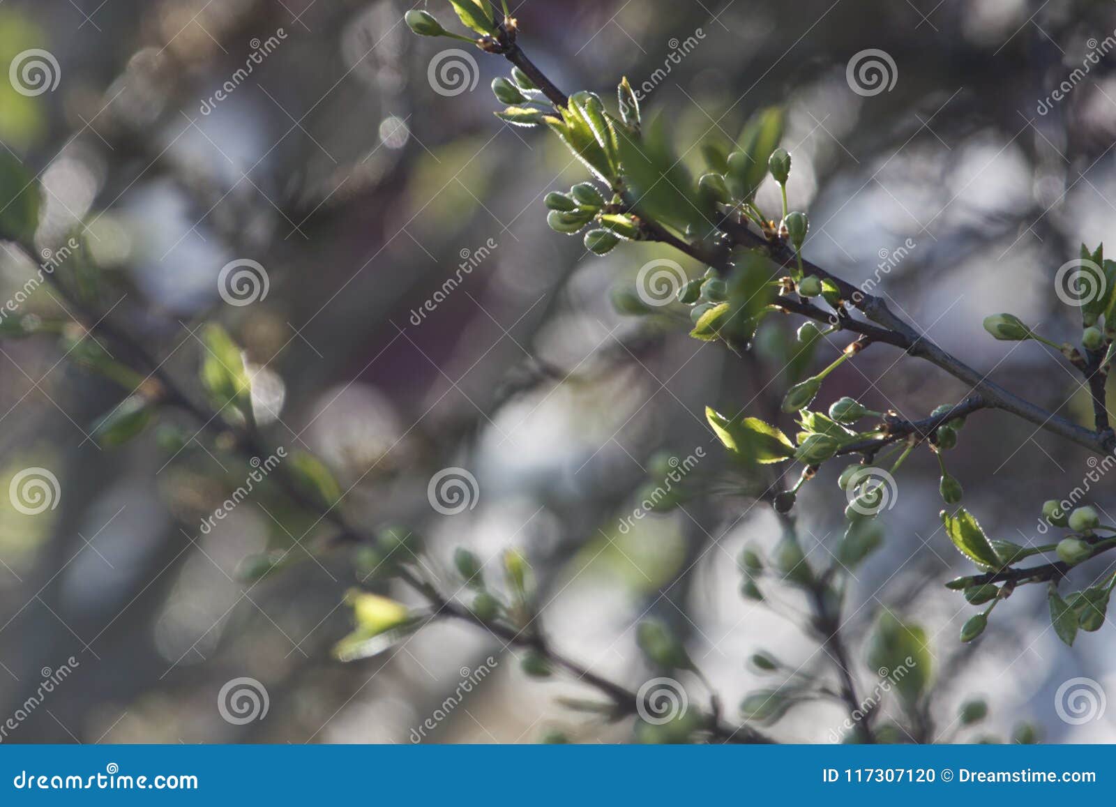 The Branch of Future Spring Stock Photo - Image of blooming ...