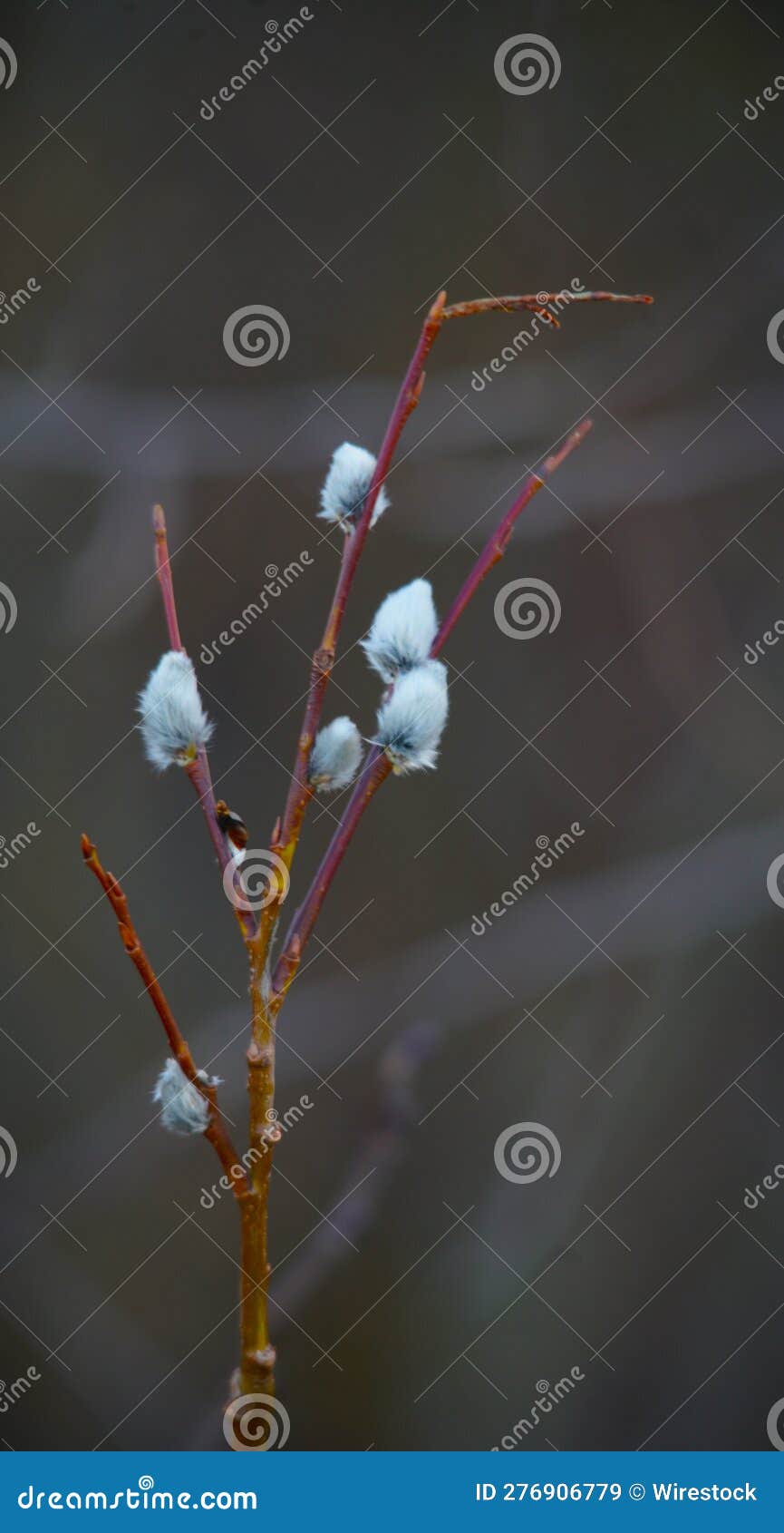 Branch of a Glaucous Willow (Salix Discolor) in a Park Stock Image ...