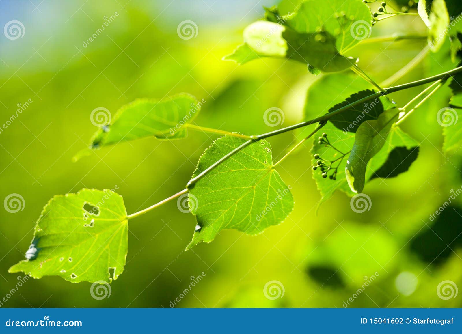 Branch with gnawed leaves stock photo. Image of beautiful - 15041602