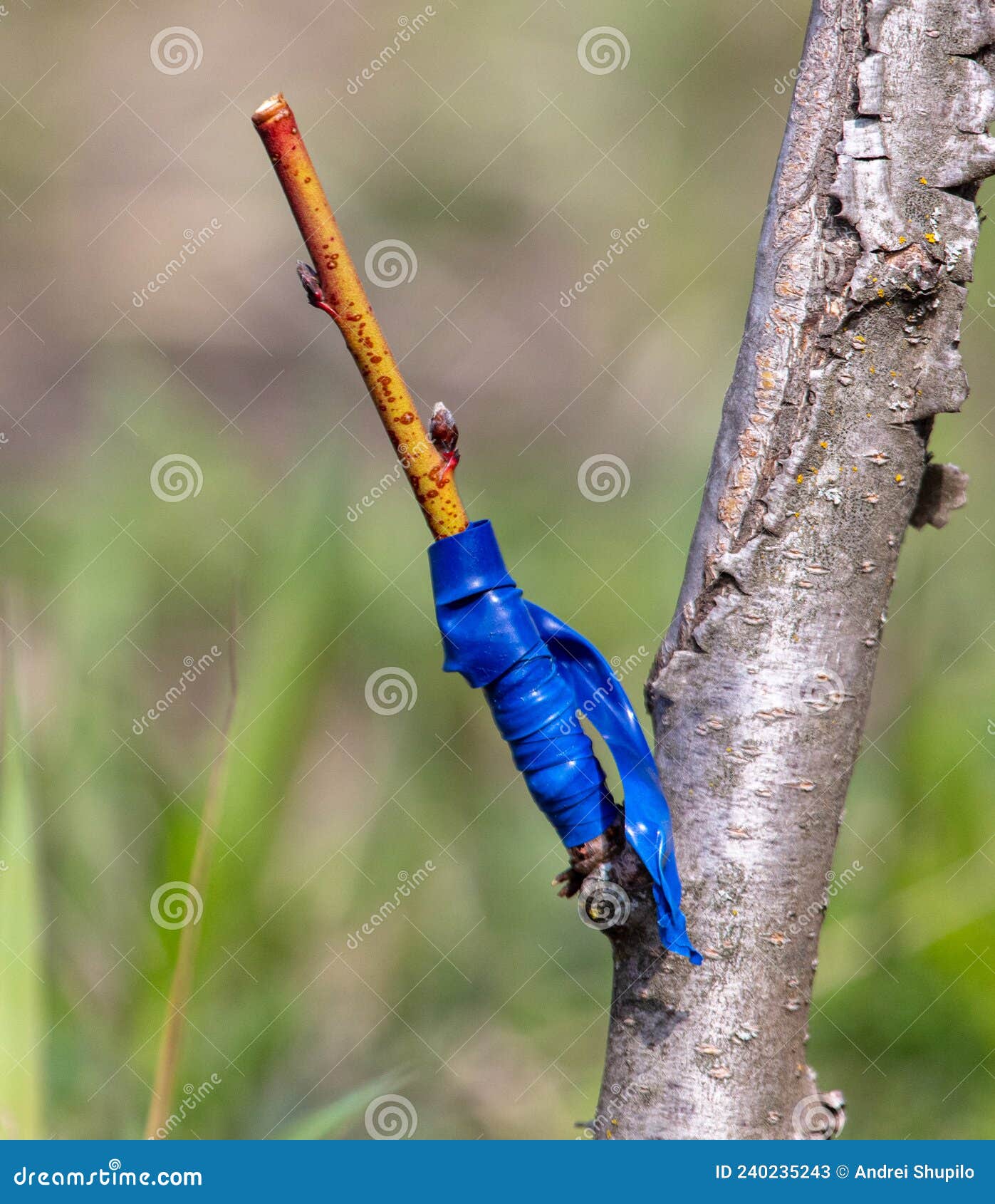 A Branch is Grafted on a Fruit Tree Stock Image - Image of graft, stem ...