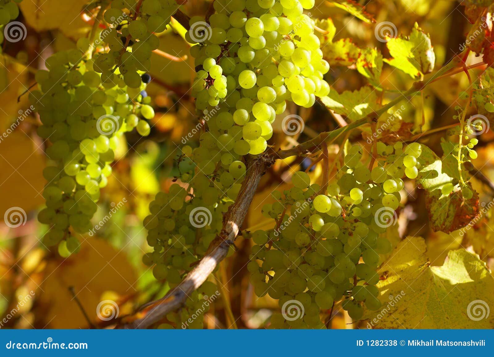 Branch of grape stock photo. Image of seed, branch, life - 1282338