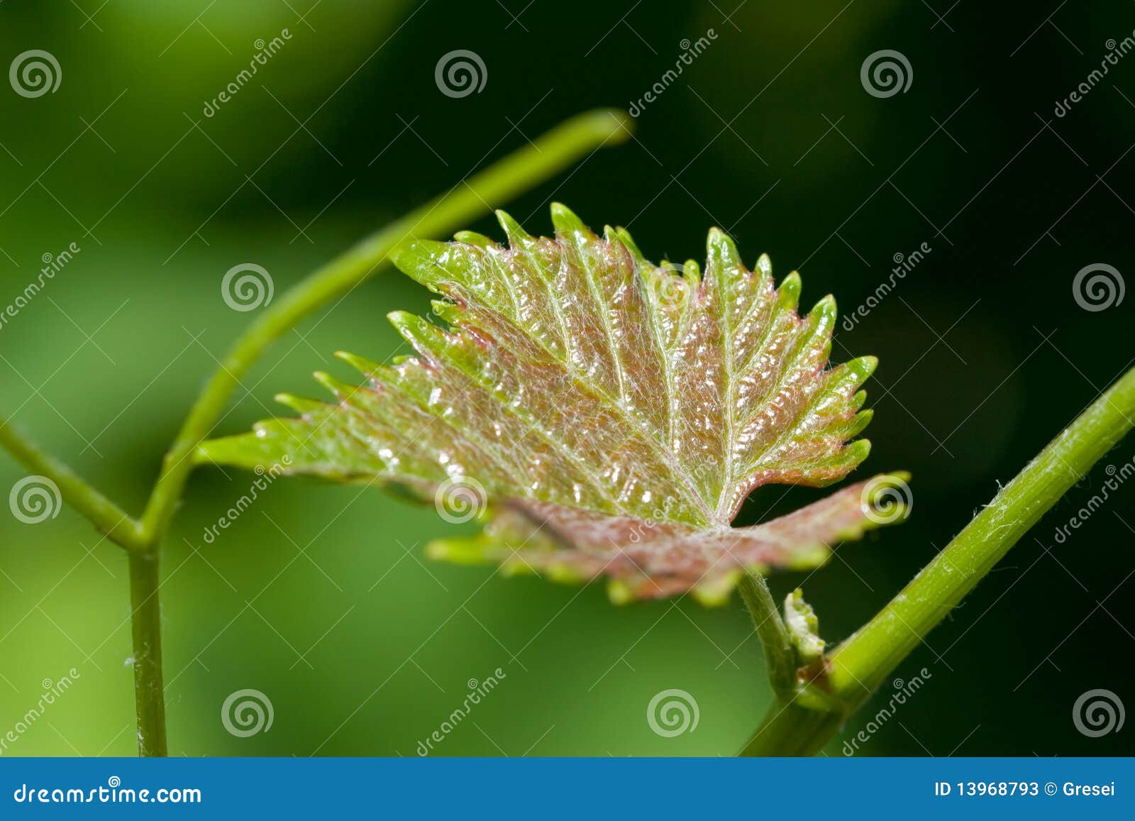 Branch of grape stock image. Image of ornate, agriculture - 13968793