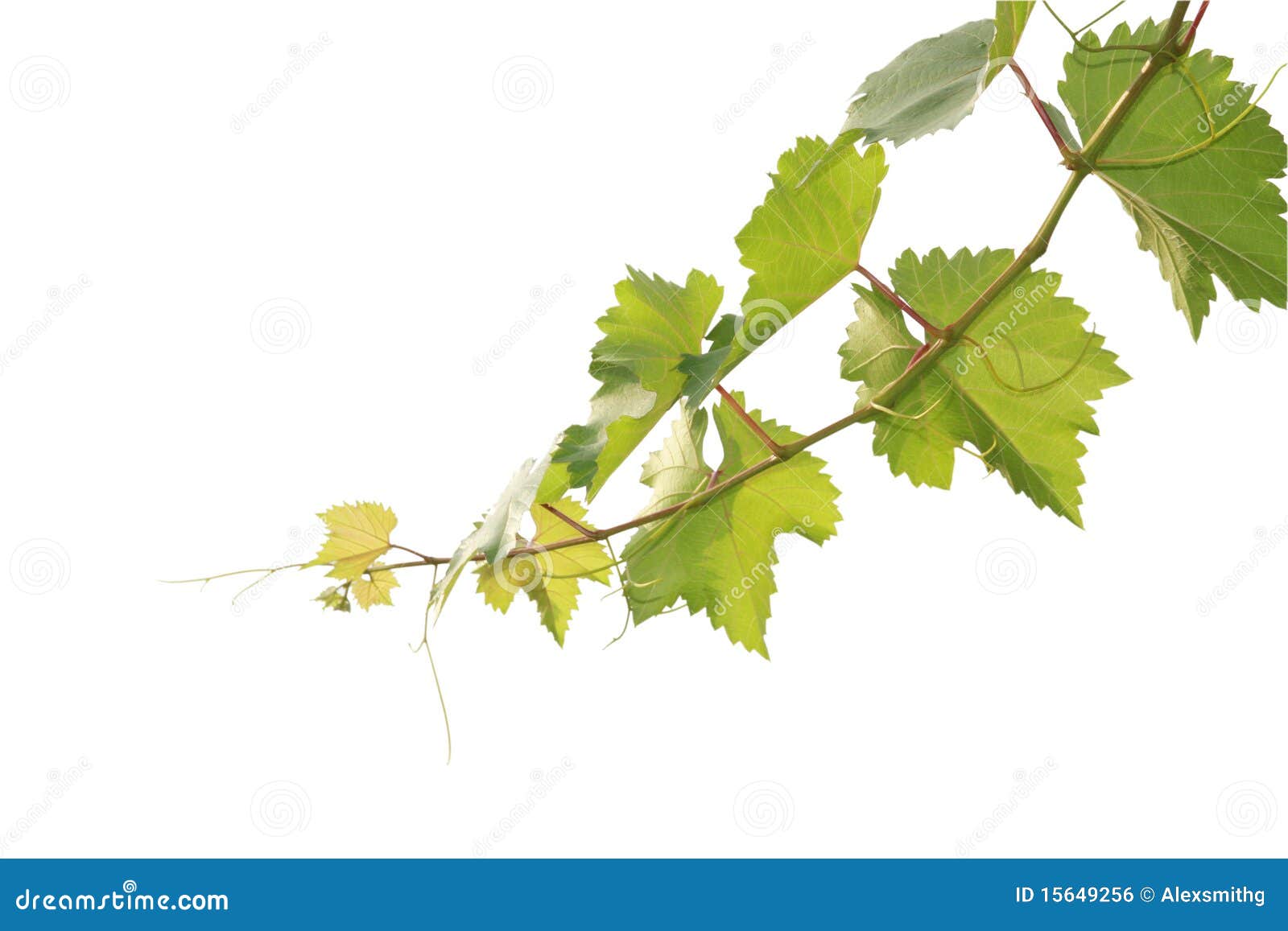 Branch of grape stock photo. Image of detail, horticultural - 15649256