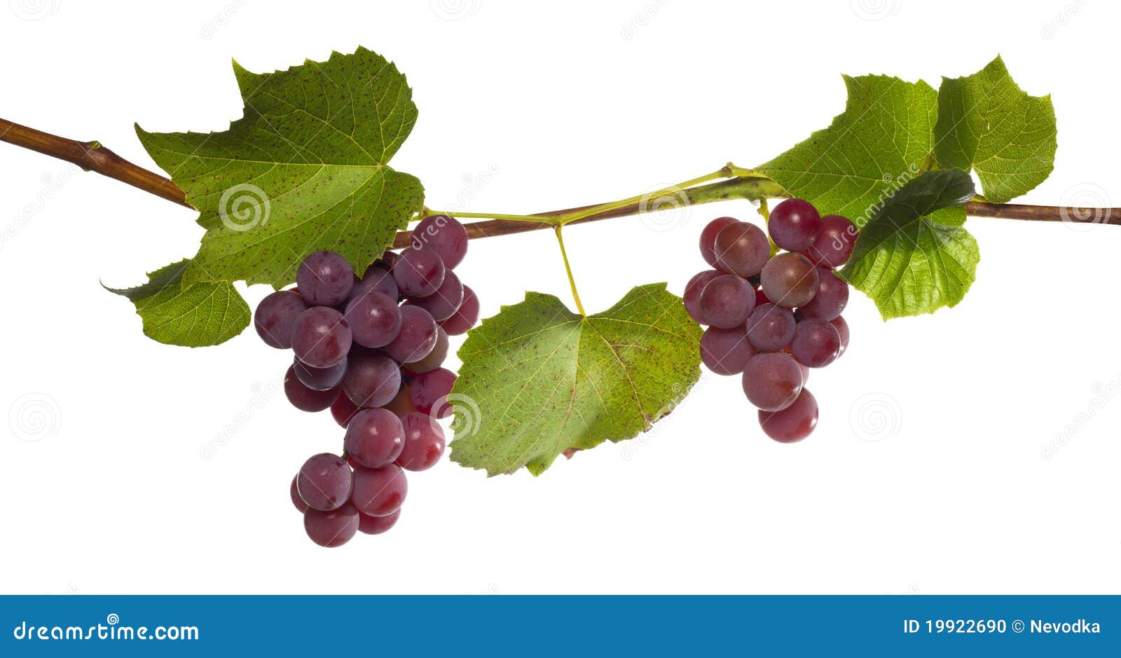 Branch of grape stock photo. Image of grapevine, vine - 19922690