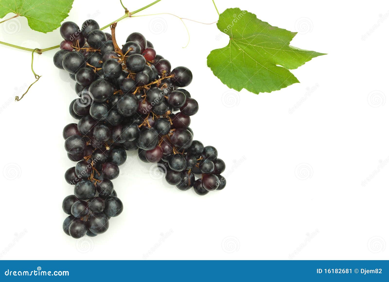 Branch of grape vine stock image. Image of rural, branch - 16182681