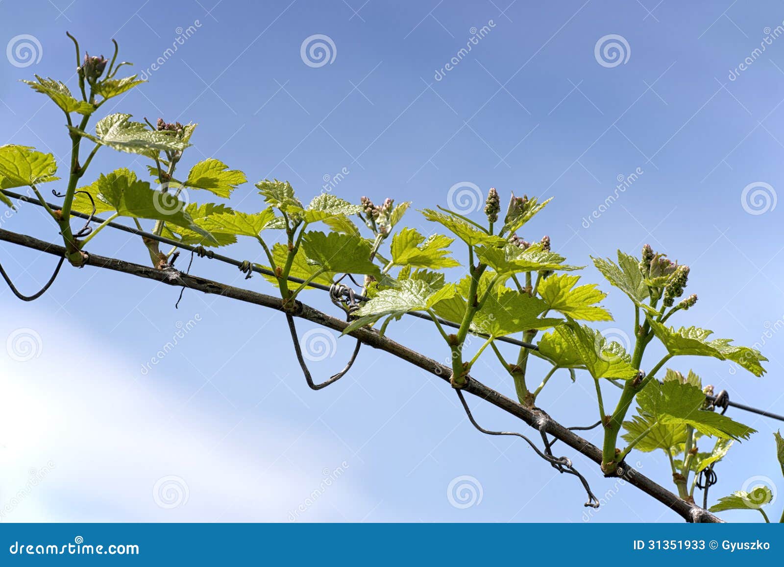 Branch of grape vine stock image. Image of natural, decorative - 31351933