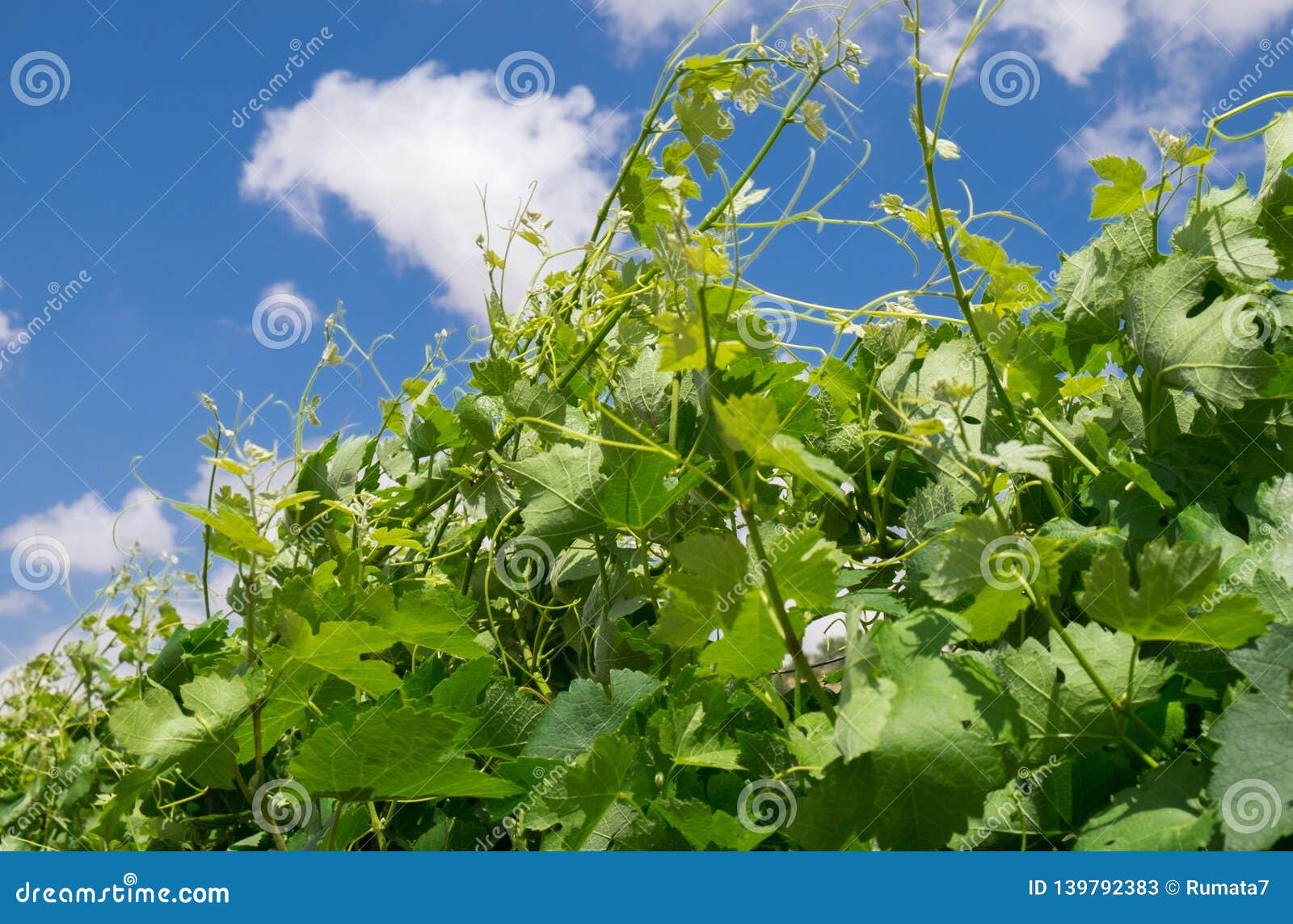 Branch of Grape Vine on Sky Background Stock Image - Image of grass ...