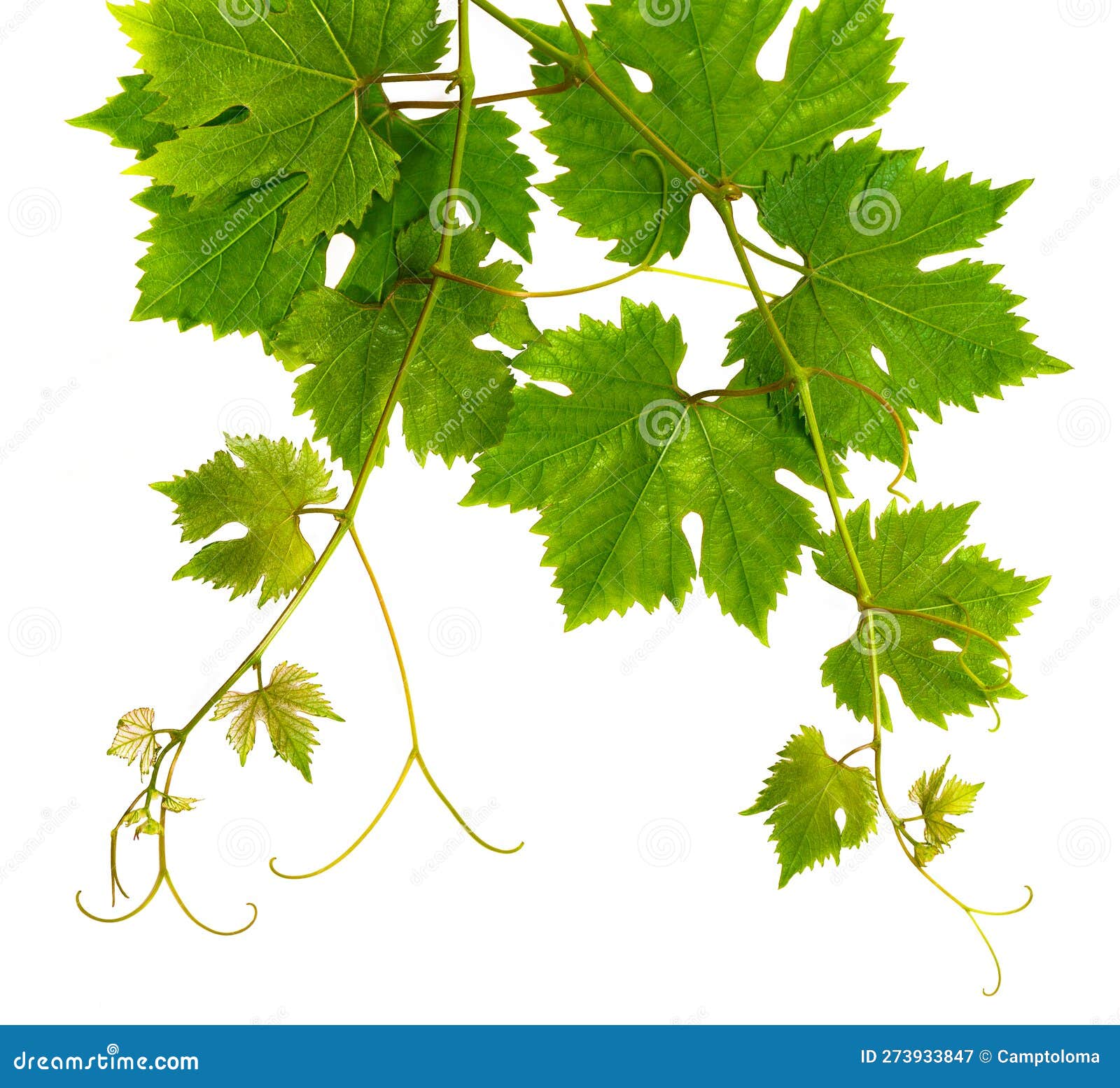 Branch of Grape Vine on White Background Stock Image - Image of plant ...