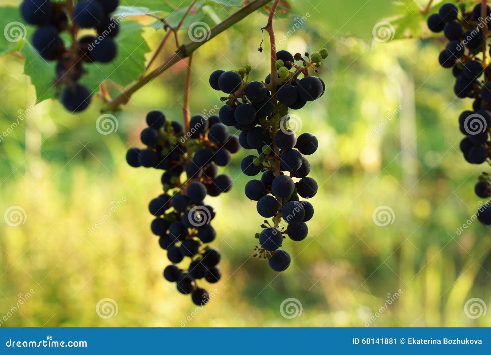 The Branch of Grapes Growing in the Garden. Stock Image - Image of ...