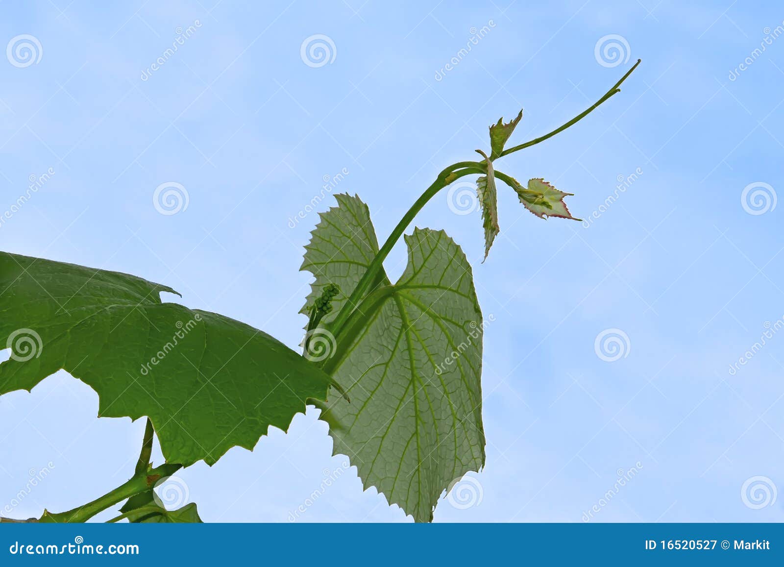 Branch of Grapes in the Spring Stock Image - Image of flexible, green ...