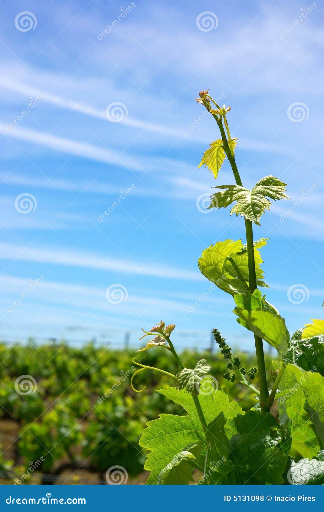 Branch of grapevine . stock photo. Image of grow, farming - 5131098