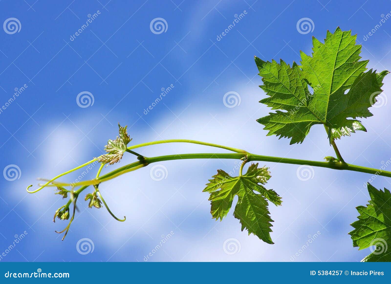 Branch of grapevine. stock image. Image of grow, rural - 5384257