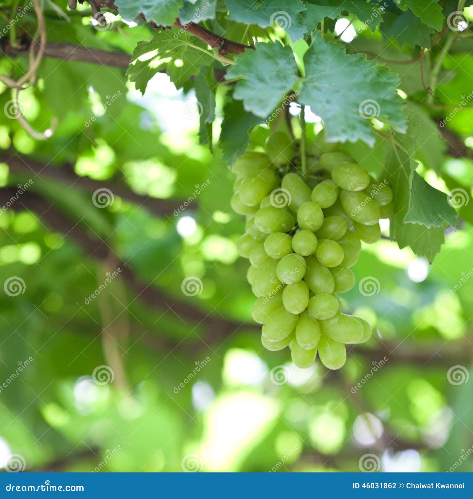 Branch of gree grapes stock photo. Image of cluster, plant - 46031862