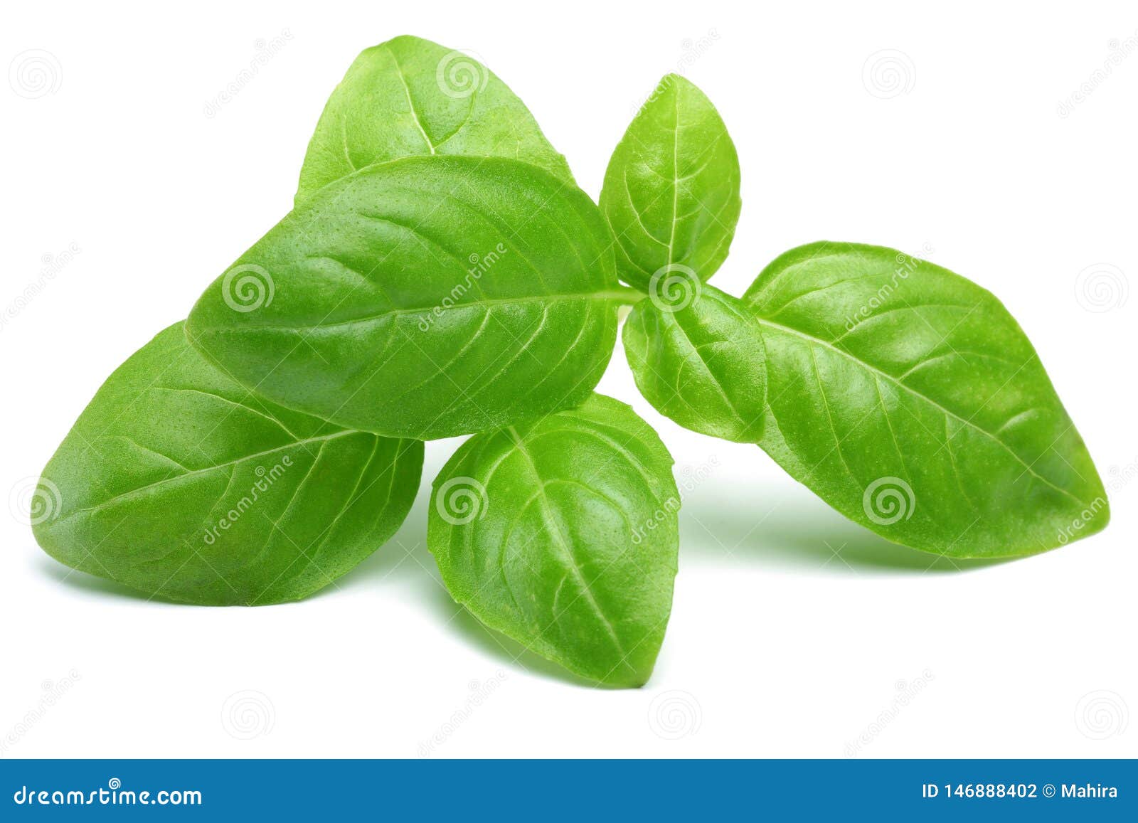 Branch of Green Basil Leaves Isolated Stock Photo - Image of botanical ...