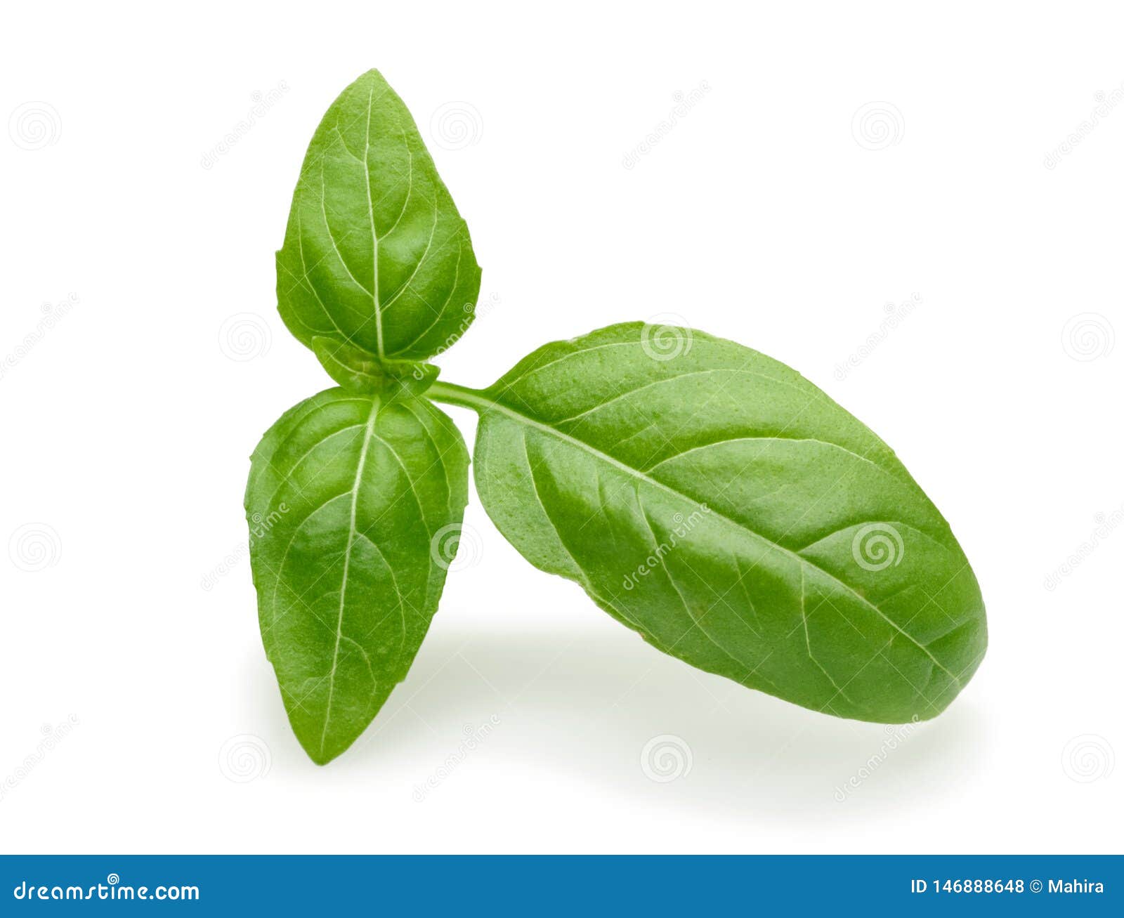 Branch of Green Basil Leaves Isolated Stock Photo - Image of closeup ...