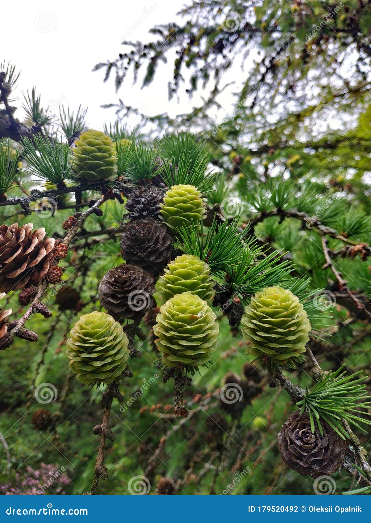 Branch with green bumps stock photo. Image of produce - 179520492