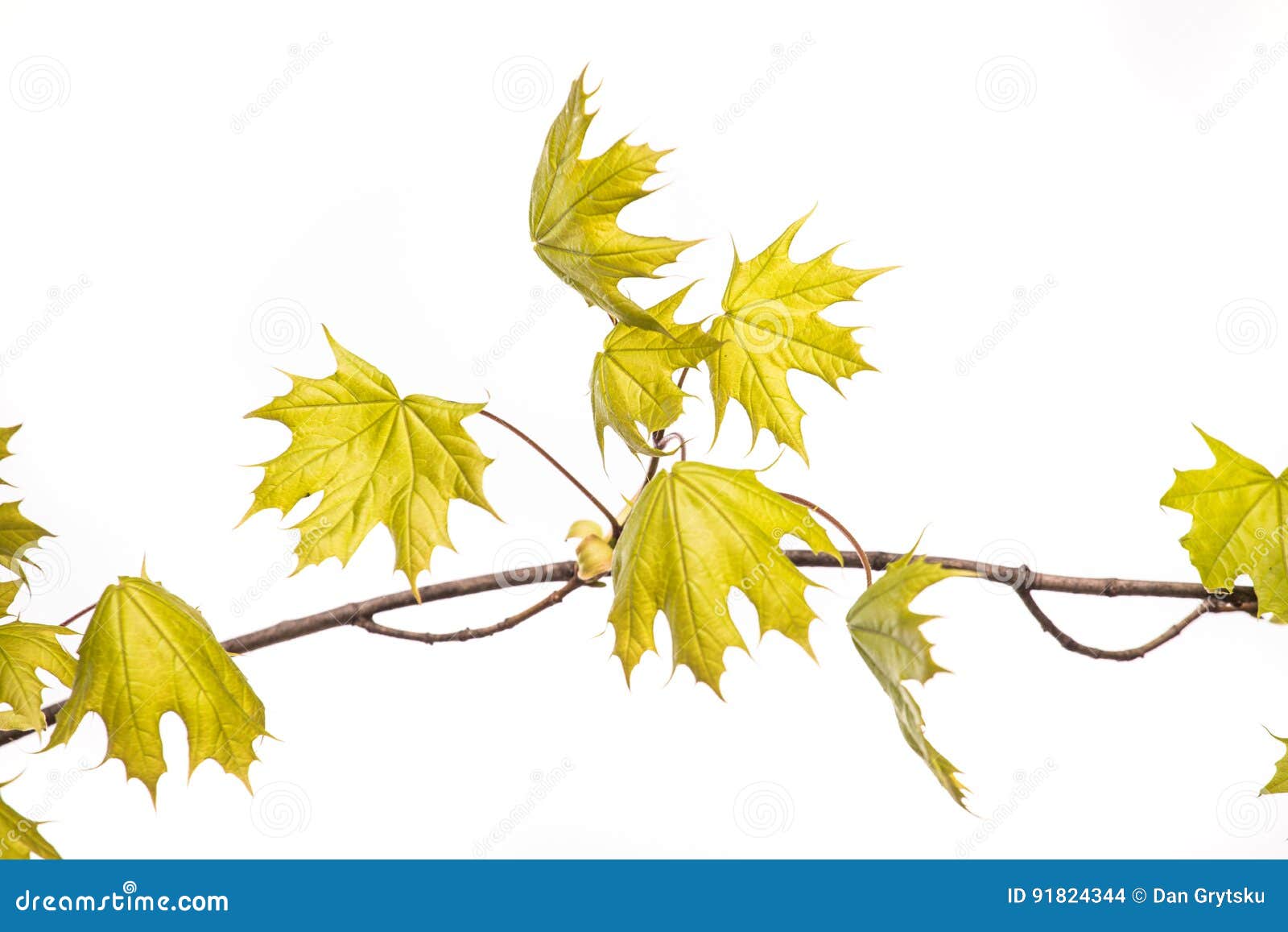 Branch with Green Fresh Leaves of the Maple, Isolated on a White ...