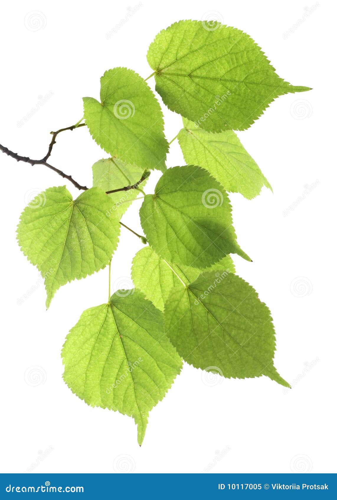 Branch green leaf stock image. Image of leaf, nature - 10117005