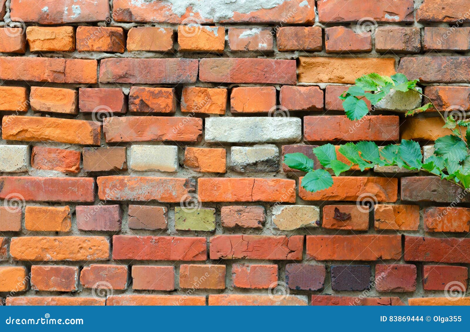 Branch with Green Leaves on Background of Wall of Red Brick Stock Photo ...