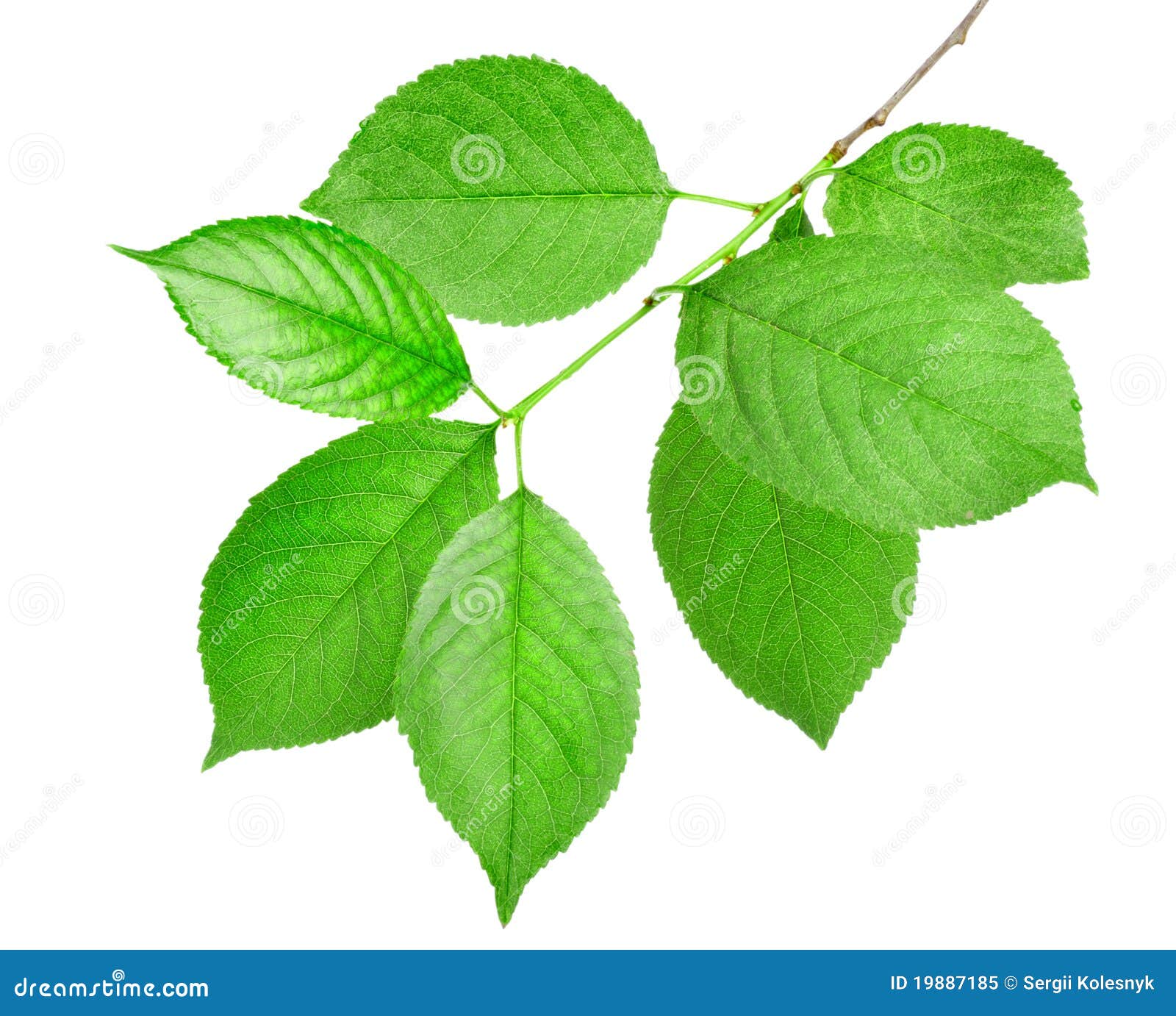 Branch of Green Leaves Isolated Stock Image - Image of backgrounds ...