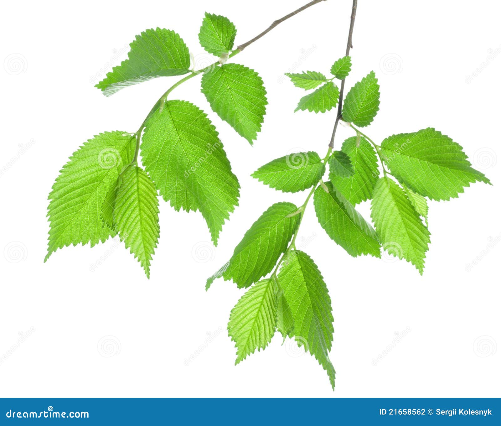 Branch of Green Leaves Isolated Stock Photo - Image of nature, tree ...