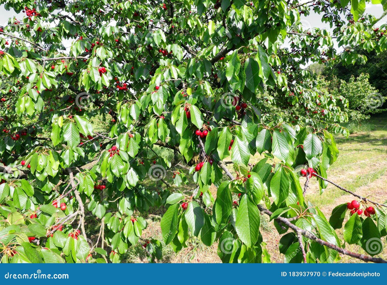 Branch with Green Leaves and Red Cherries of a Cherry Tree Stock Photo ...