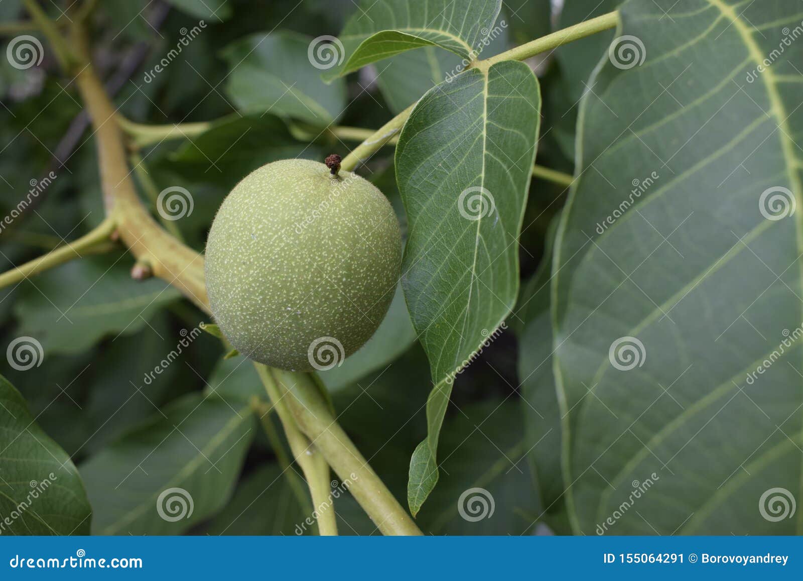 Branch with green nuts stock image. Image of delicious - 155064291