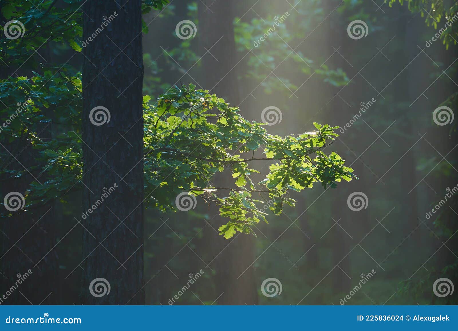 Branch of green oak tree stock photo. Image of spring - 225836024
