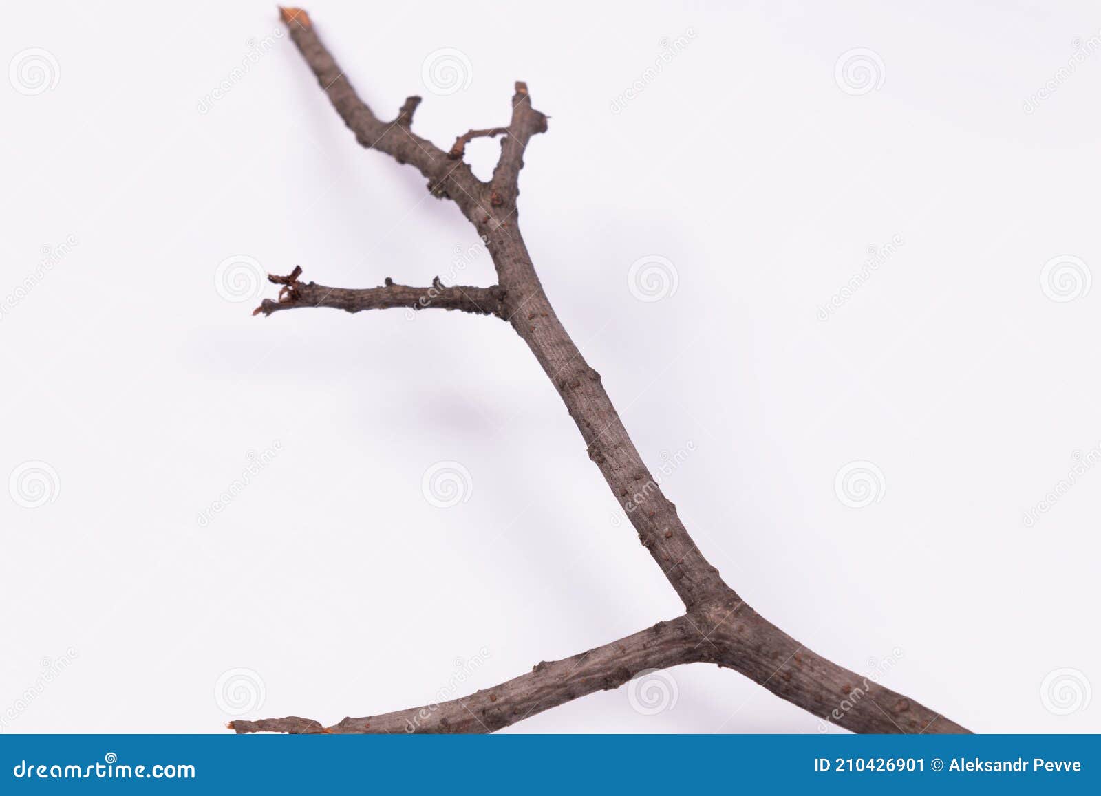 A Branch without Greenery with Several Small Shoots Located Vertically ...