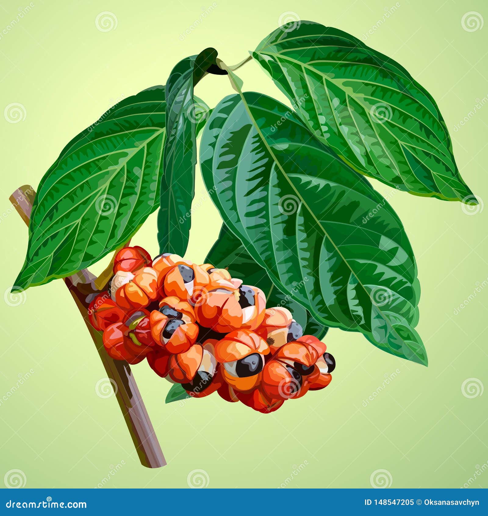 Branch of Guarana with Leaf and Fruit Stock Vector - Illustration of ...