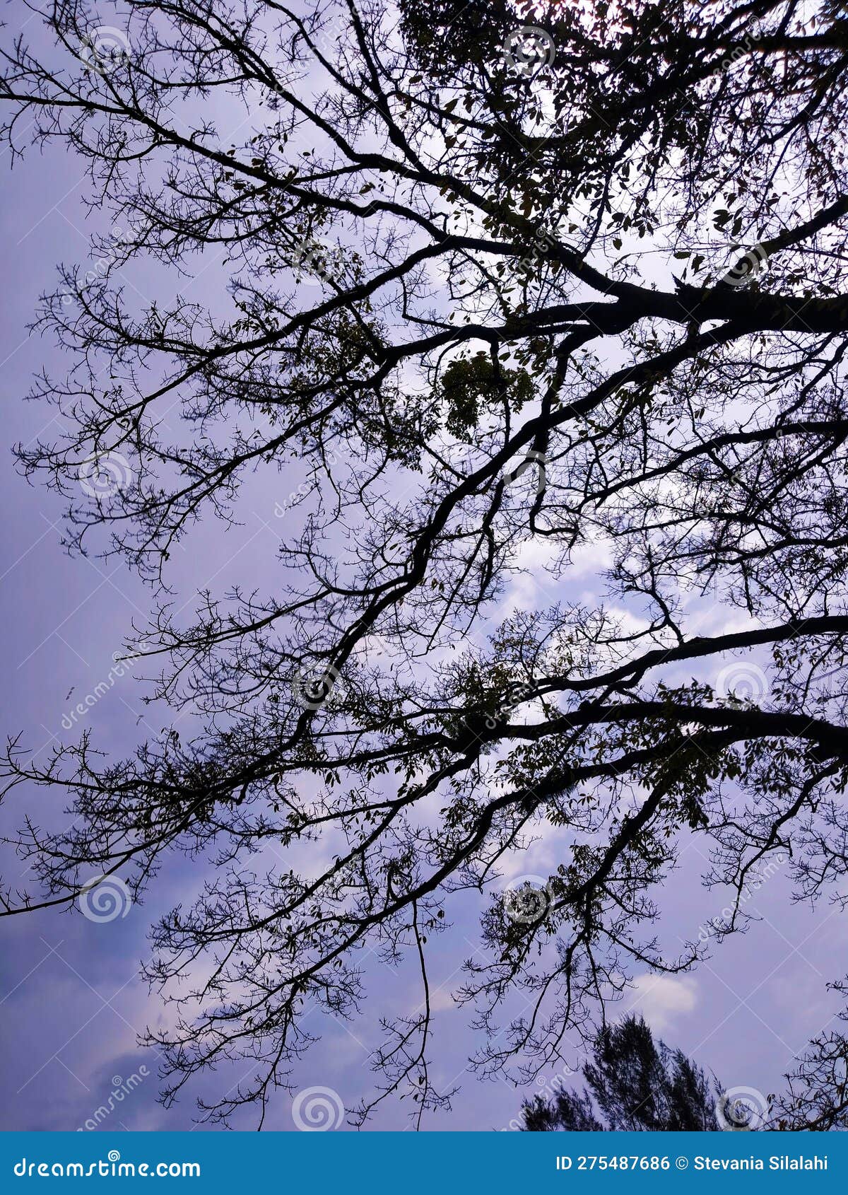 A Branch of the Hariara Tree. an Endemic Tree that Grows in the ...