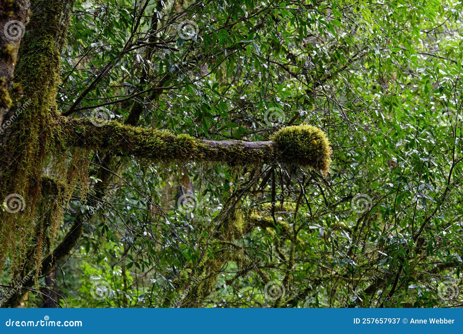 A Branch Has Been Covered by Thick Moss Stock Image - Image of lush ...