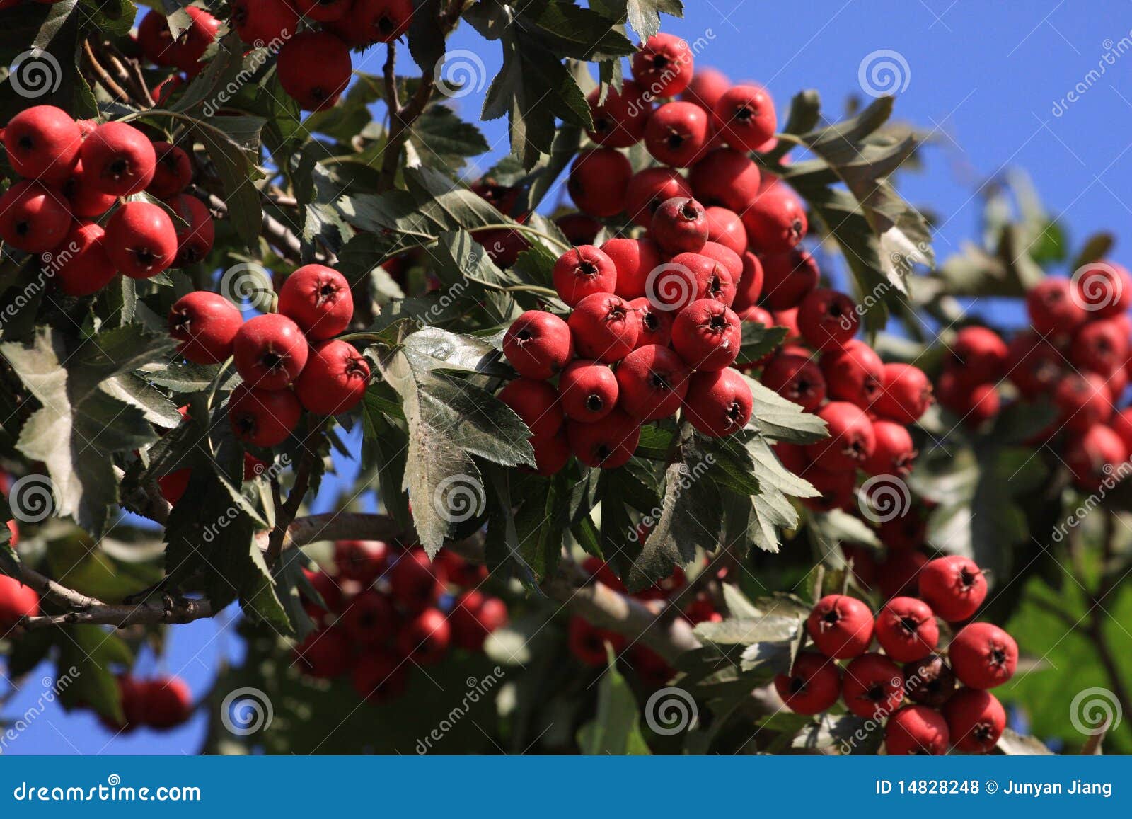 A branch of hawthorn stock photo. Image of leaf, deciduous - 14828248