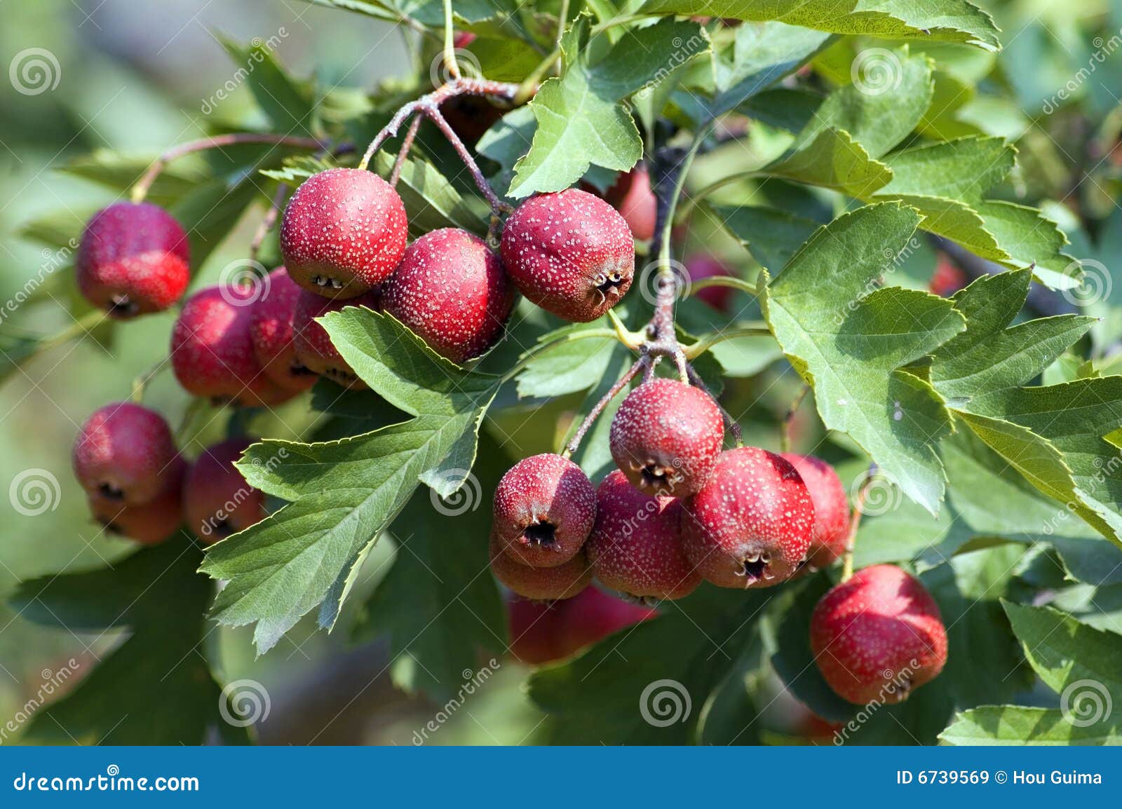 A branch of hawthorn stock image. Image of autumn, seed - 6739569