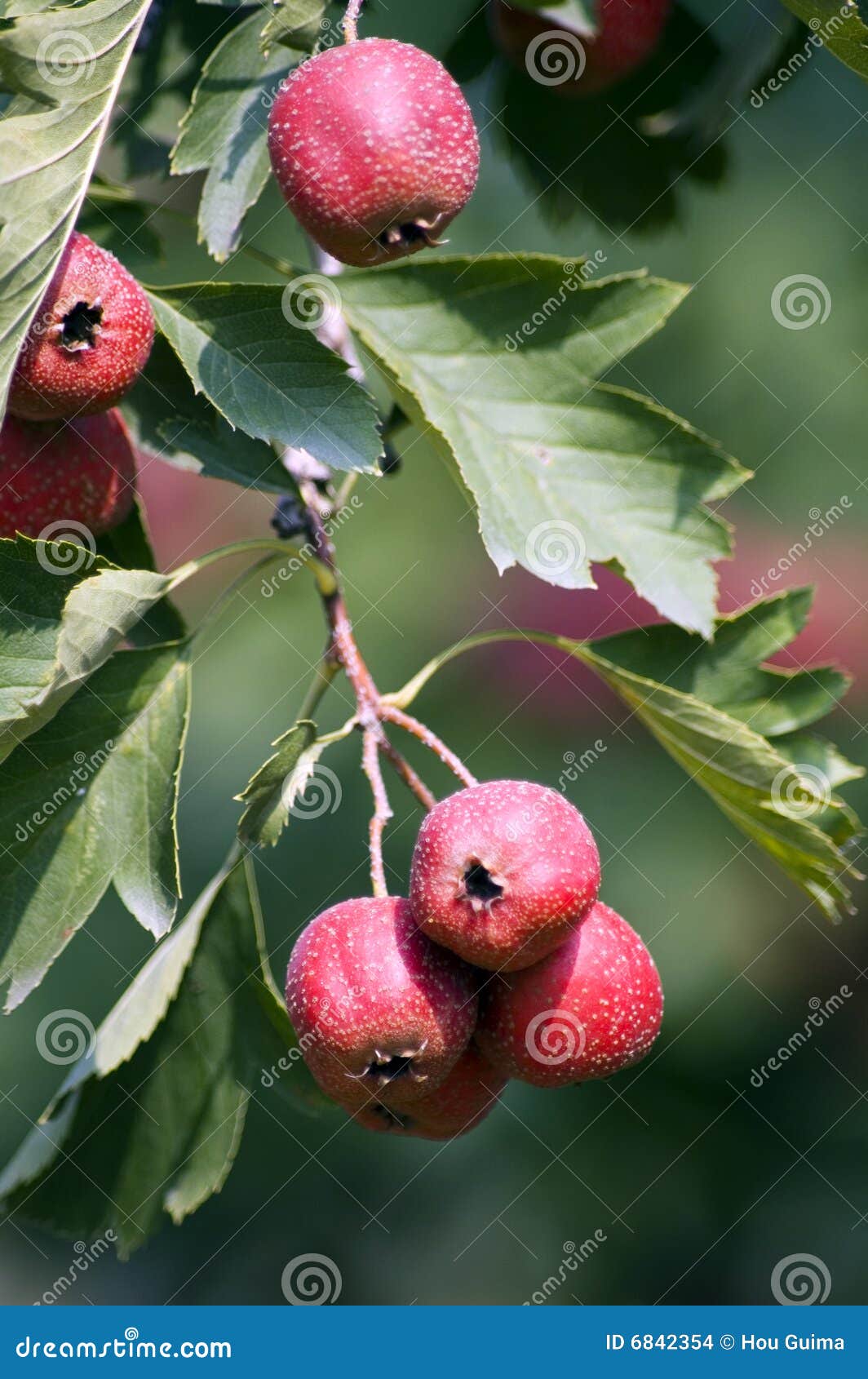 A branch of hawthorn stock photo. Image of november, food - 6842354