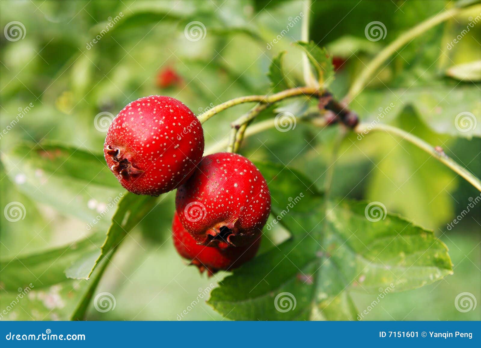 A BRANCH of HAWTHORN stock image. Image of cloudless, deciduous - 7151601