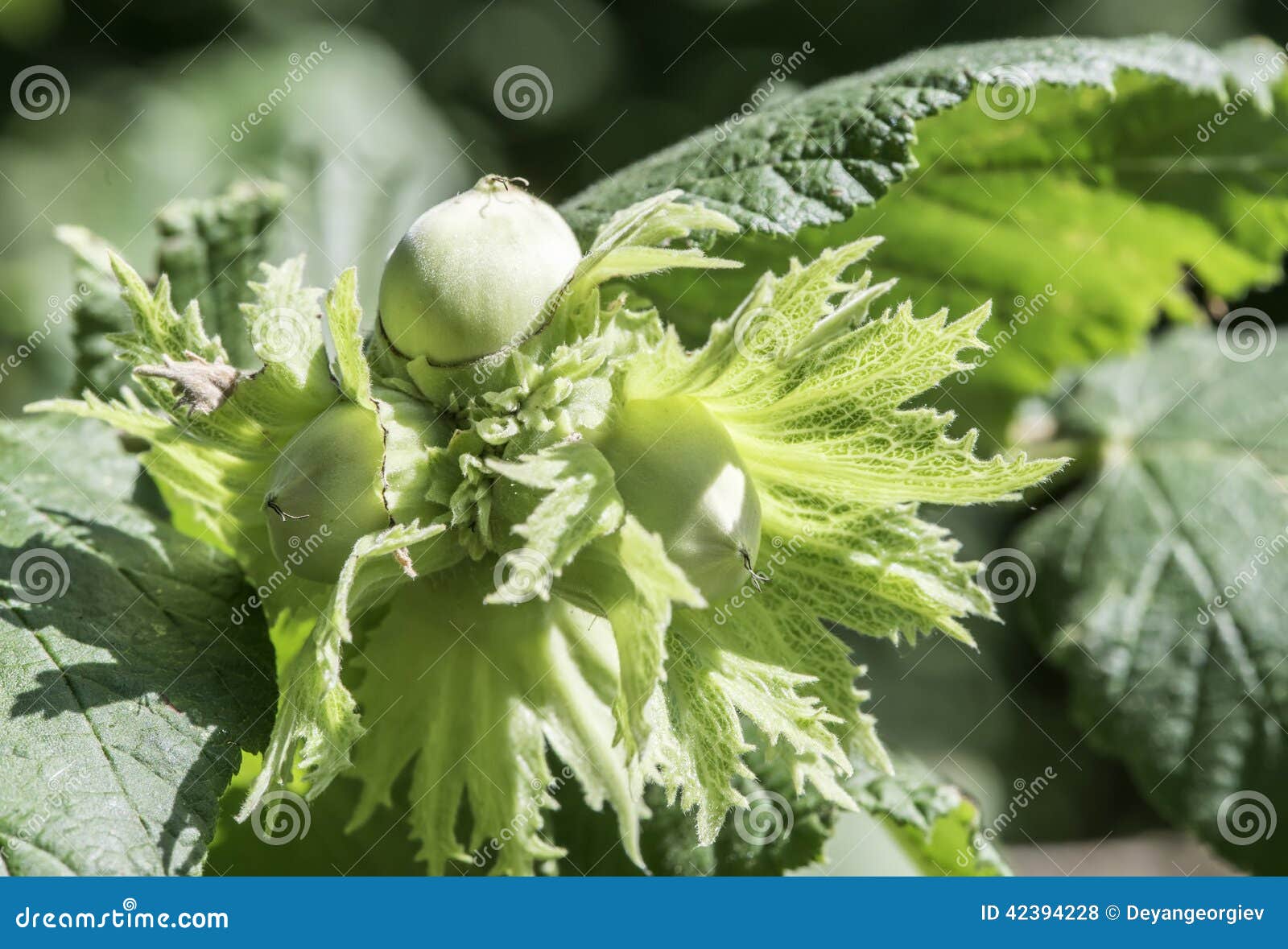 Branch with hazelnuts stock photo. Image of avellana - 42394228