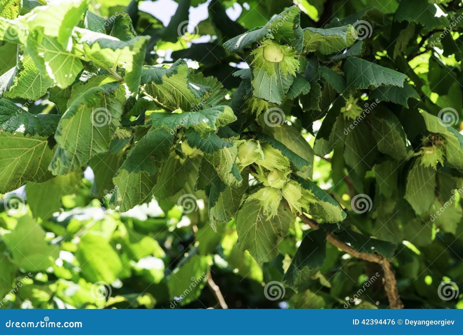 Branch with hazelnuts stock photo. Image of close, season - 42394476