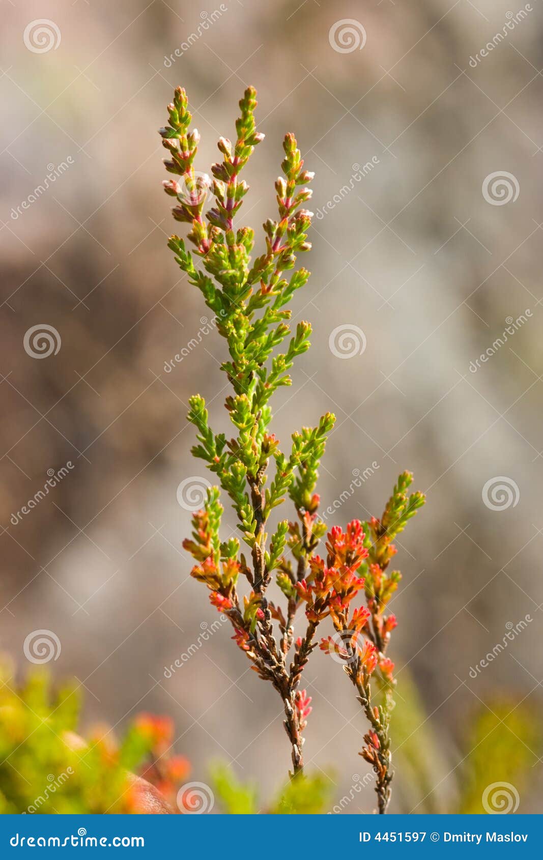 Branch of a heather stock image. Image of petal, botanical - 4451597