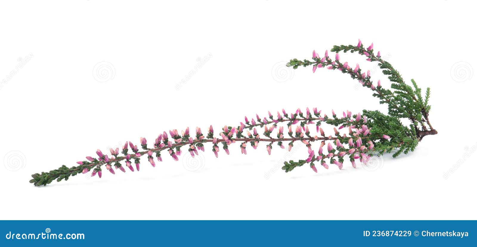 Branch of Heather with Beautiful Flowers Isolated on White Stock Image ...