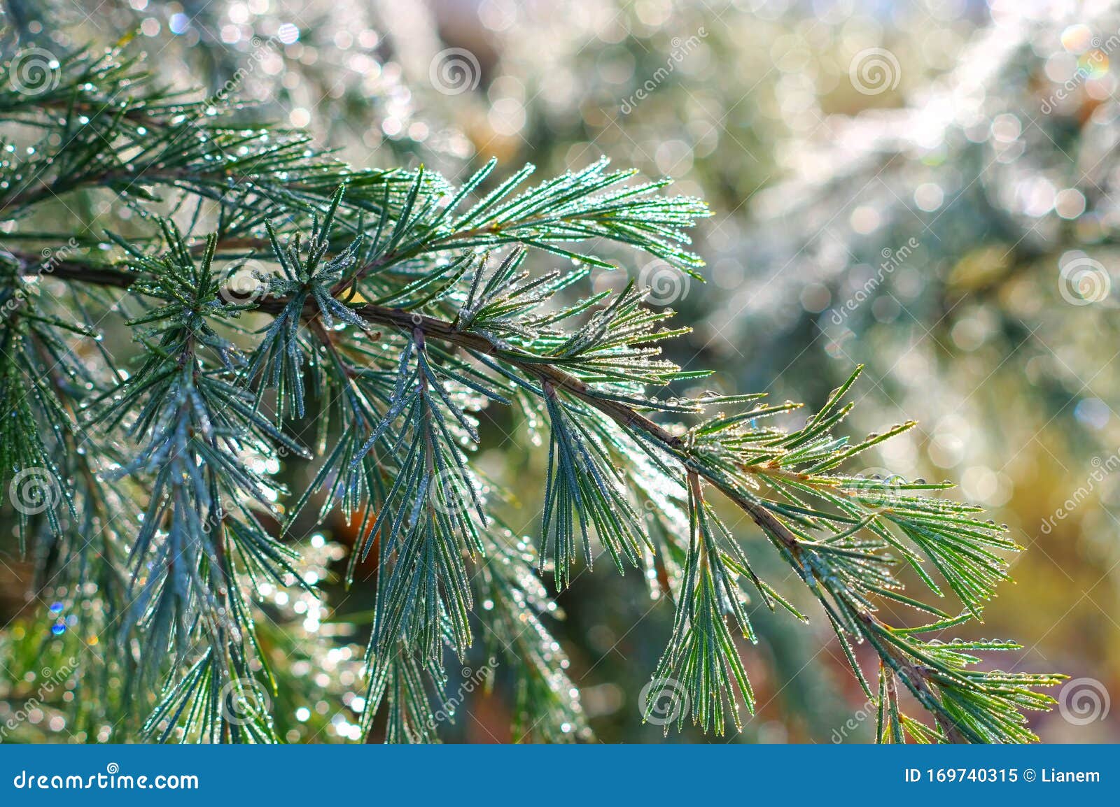 Himalayan Cedar Or Deodar Cedar Tree With Female And Male Cones ...